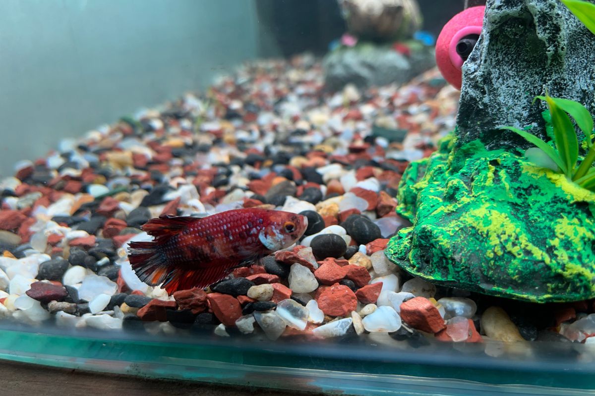 Why Is My Betta Fish Turning Black? (How To Enhance Betta Color?)