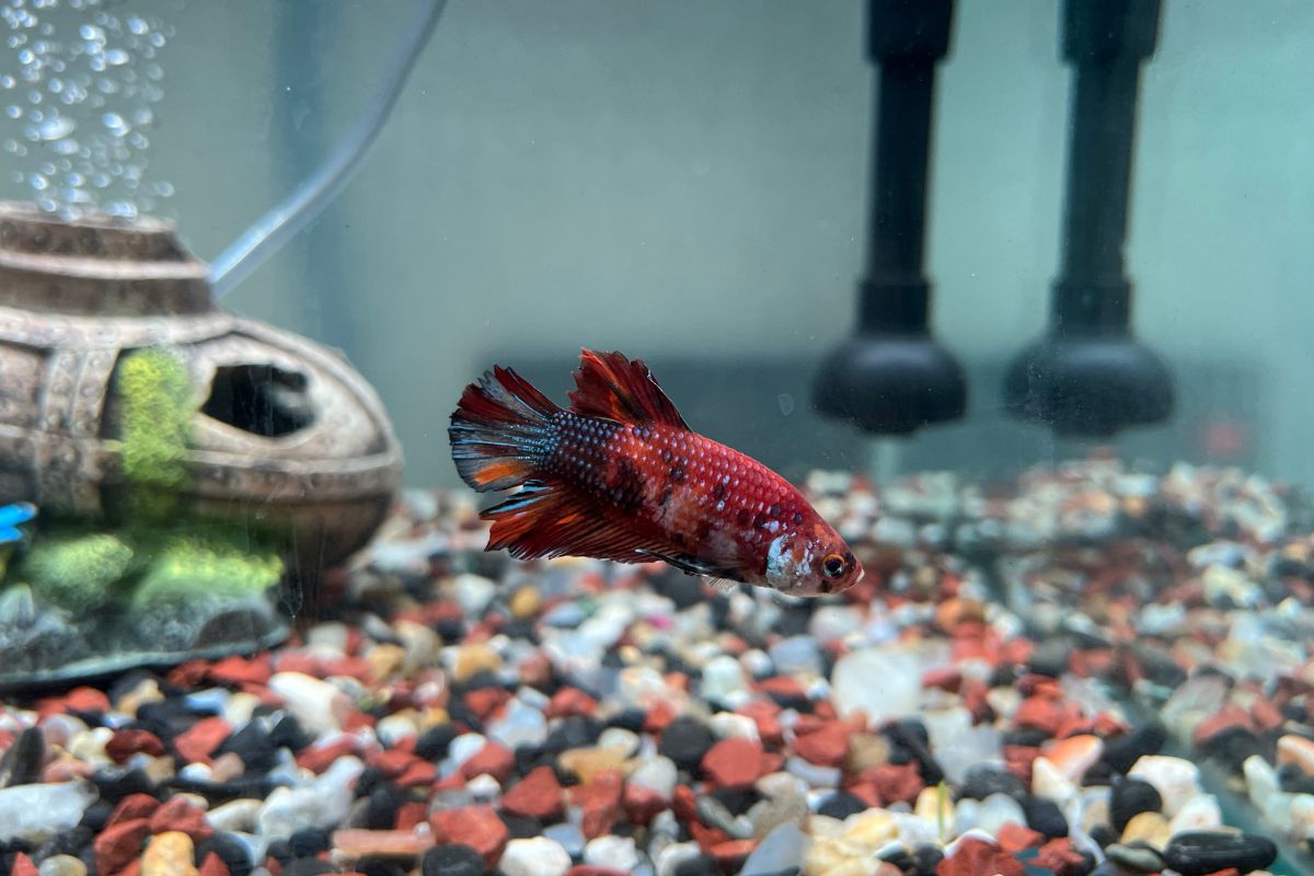How To Know If My Betta Fish Is Sick? (11 Signs)