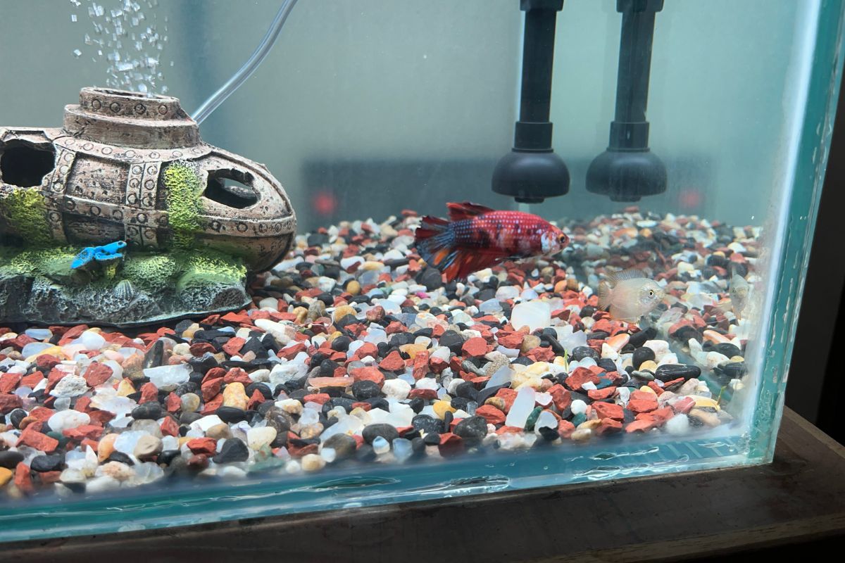 How To Treat Ich In Betta Fish? (Symptoms+Treatment)