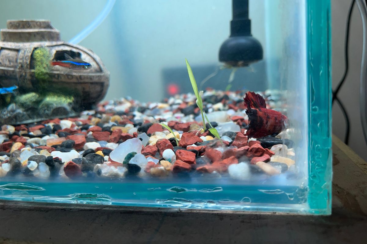 How Often Do Betta Fish Poop? (All You Need To Know)