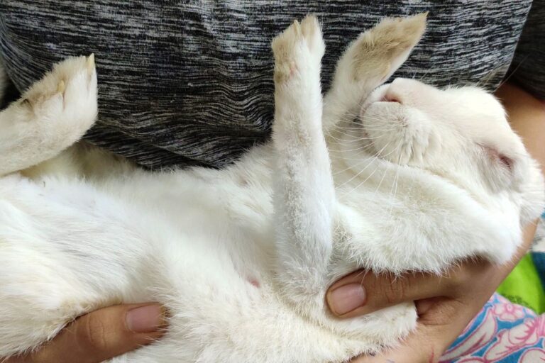 Do Rabbits Like Being On Their Back? (All You Need To Know)