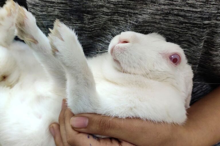 Do Rabbits Like Being On Their Back? (All You Need To Know)