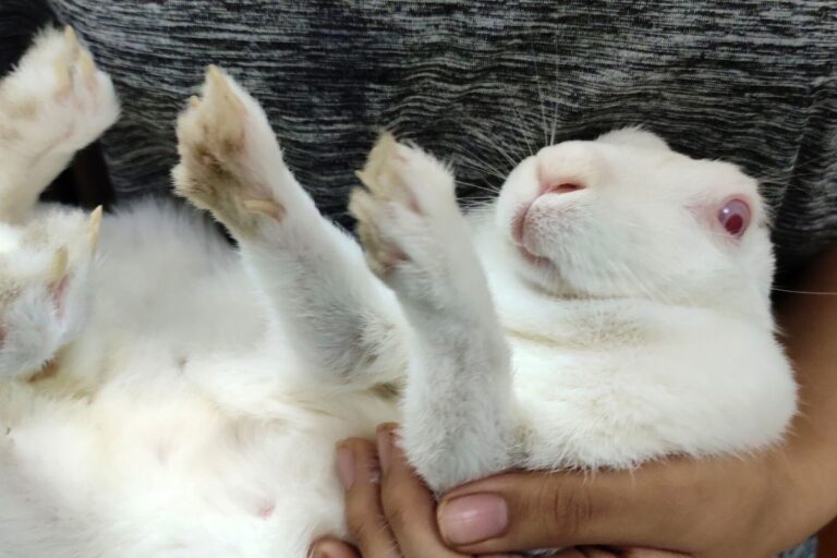 Do Rabbits Like Being On Their Back? (All You Need To Know)