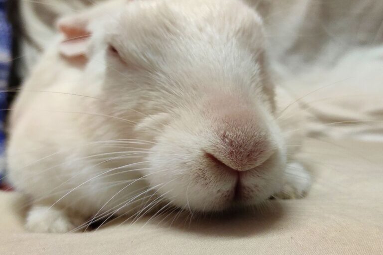 Do Rabbits Like Being On Their Back? (All You Need To Know)