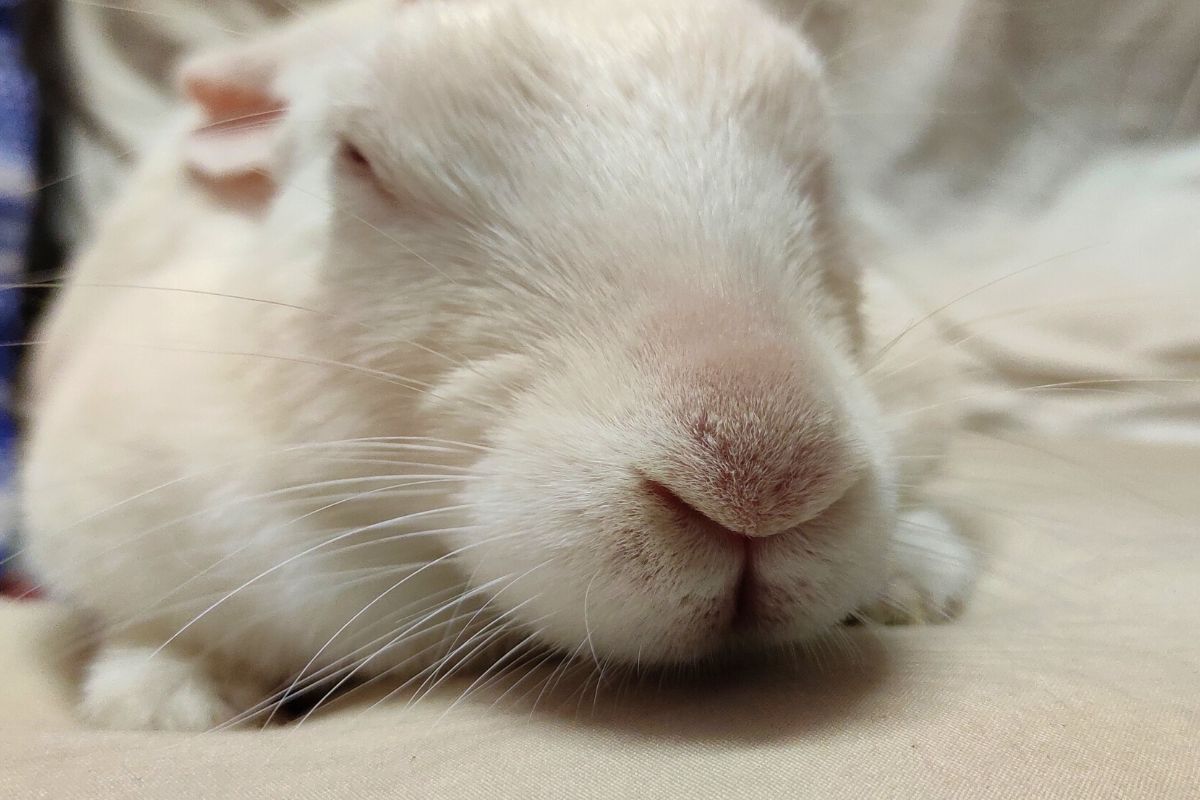 Do Rabbits Like Being On Their Back? (All You Need To Know)