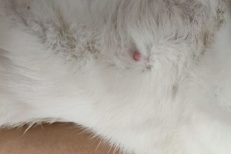 Do Rabbits Have Nipples? (All You Need To Know)