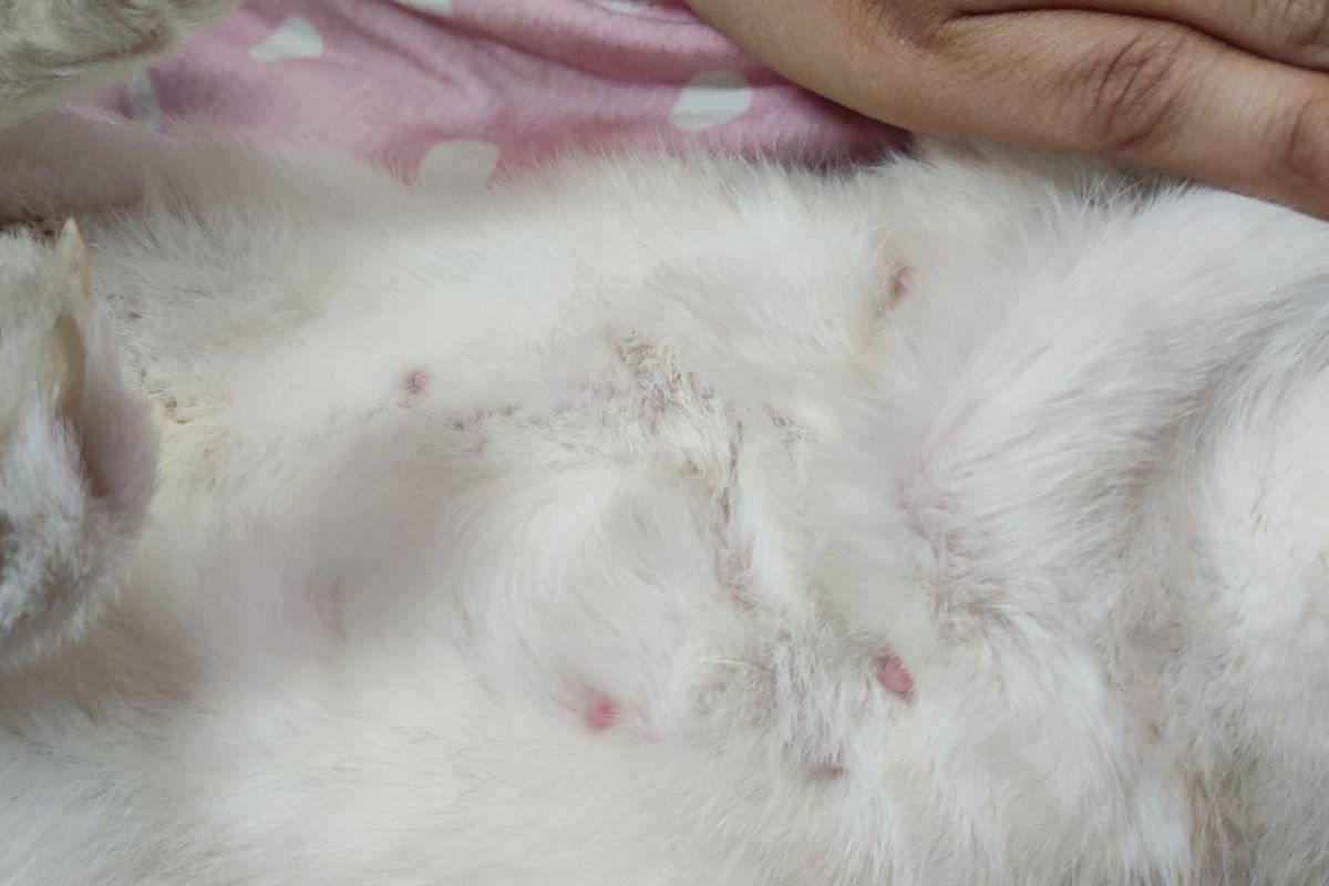 Do Rabbits Have Nipples? (All You Need To Know)