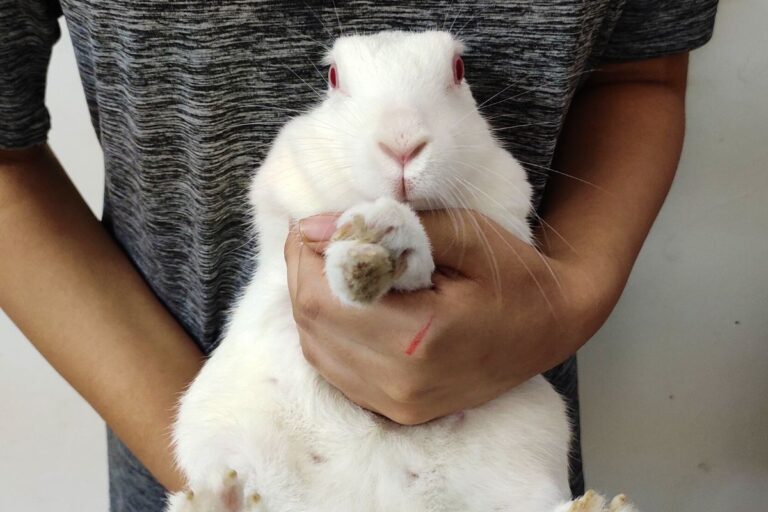 Do Rabbits Have Nipples? (All You Need To Know)