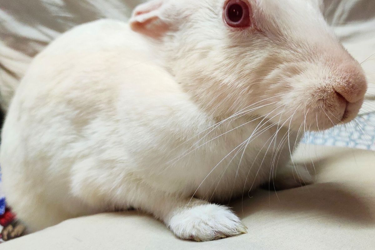 Do Rabbits Have Nipples? (All You Need To Know)