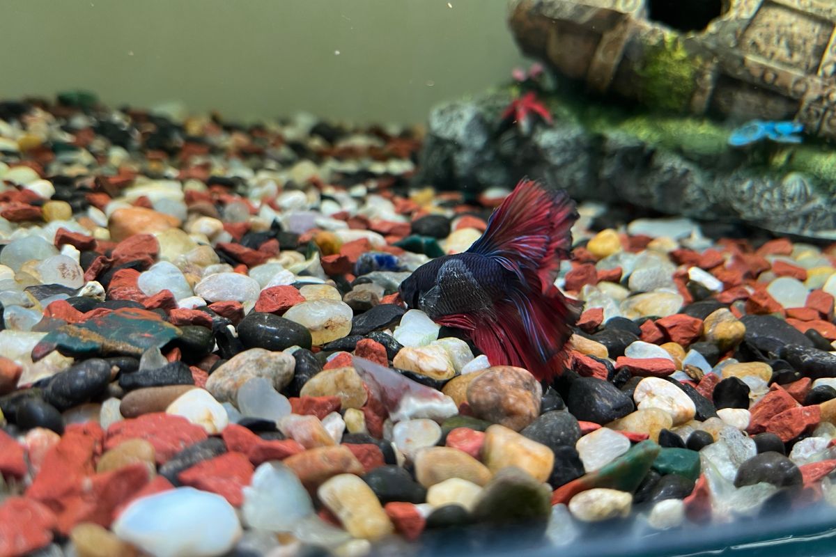 How To Know If My Betta Fish Is Sick? (11 Signs)