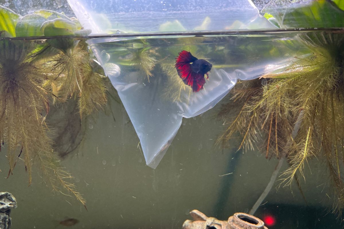 How To Take Care Of A Betta Fish? (A Complete Guide For Betta Care)