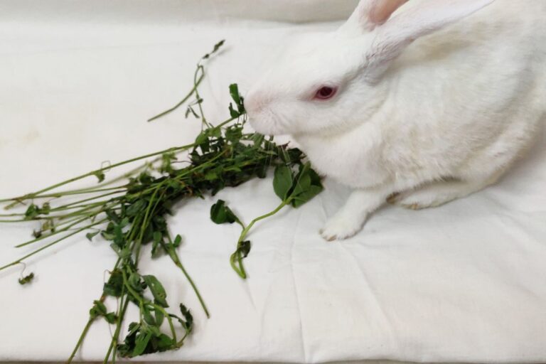 Why Do Rabbits Kill Their Babies? (All You Need To Know)