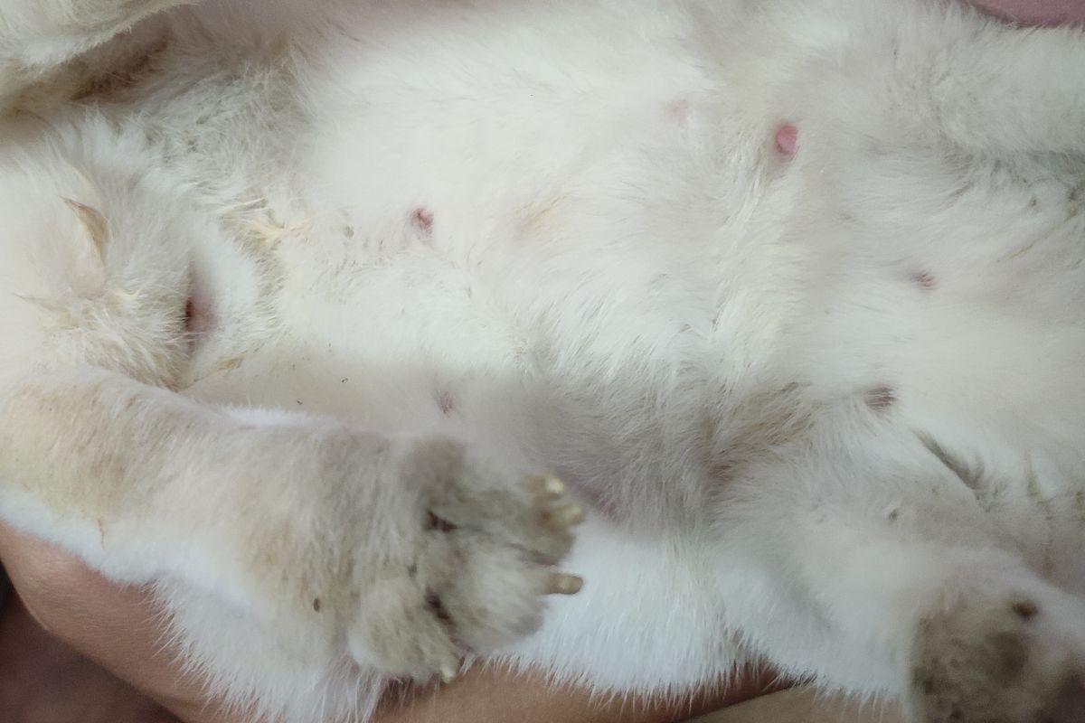 How To Clean Rabbits Feet? (All You Need To Know)