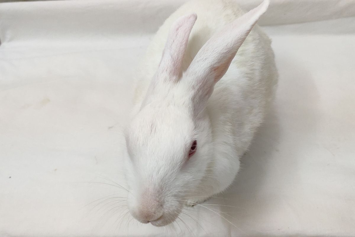 How To Clean Rabbits Feet? (All You Need To Know)