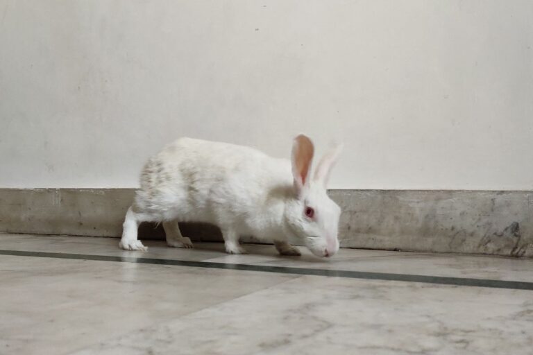 Do Rabbits Cry? (All You Need To Know)