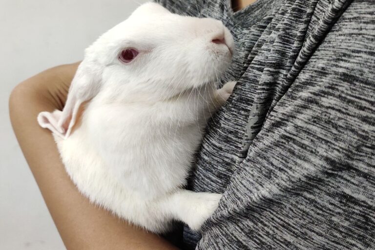 What To Do If Rabbit Bites? (All You Need To Know)