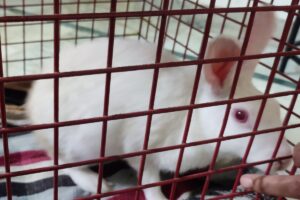 What To Do If Rabbit Bites? (All You Need To Know)