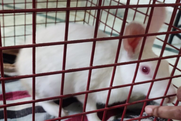 What To Do If Rabbit Bites? (All You Need To Know)