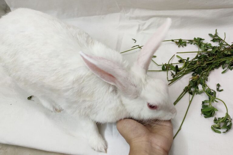 What To Do If Rabbit Bites? (All You Need To Know)