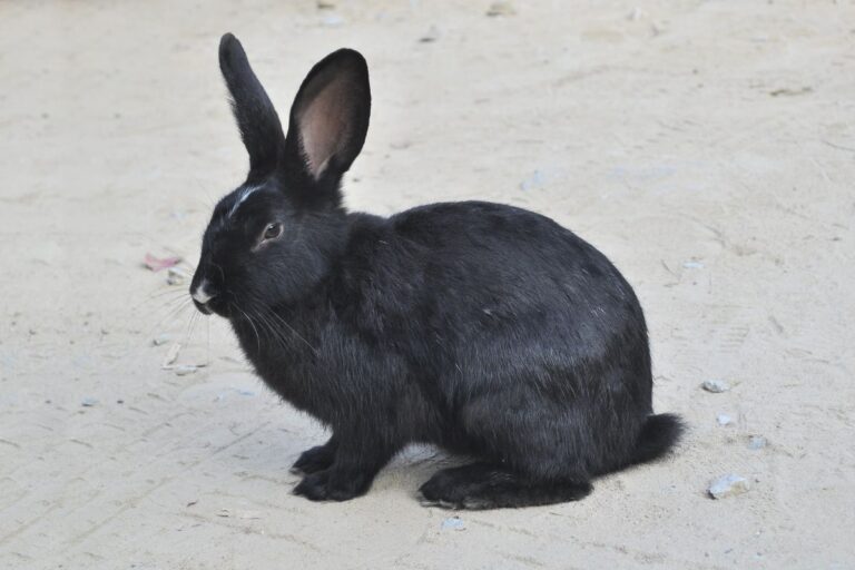 63 Rabbit Breeds To Keep As Pets (All You Need To Know)