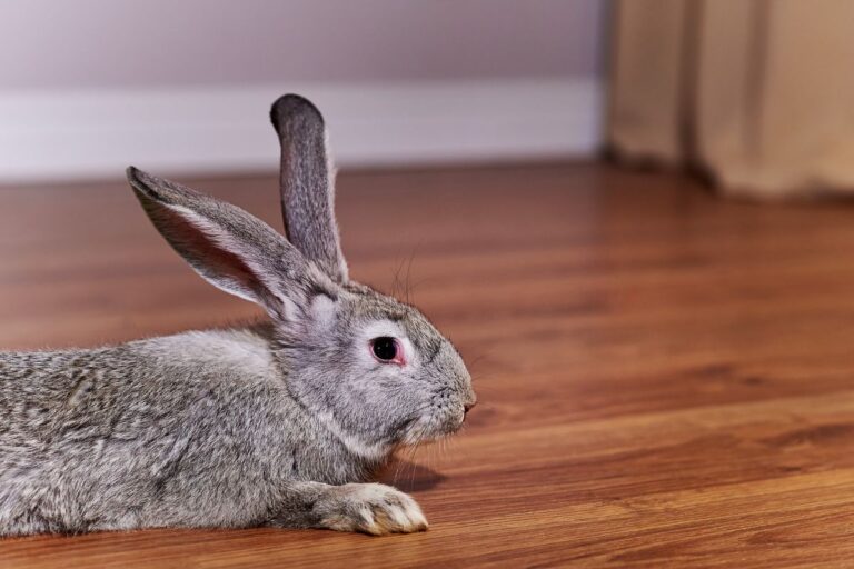 63 Rabbit Breeds To Keep As Pets (All You Need To Know)