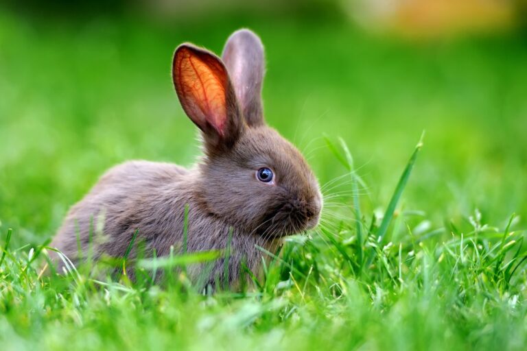 63 Rabbit Breeds To Keep As Pets (All You Need To Know)