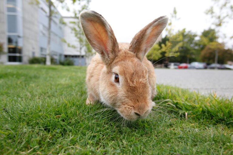 63 Rabbit Breeds To Keep As Pets (All You Need To Know)