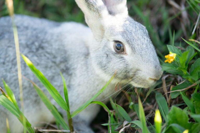 63 Rabbit Breeds To Keep As Pets (All You Need To Know)