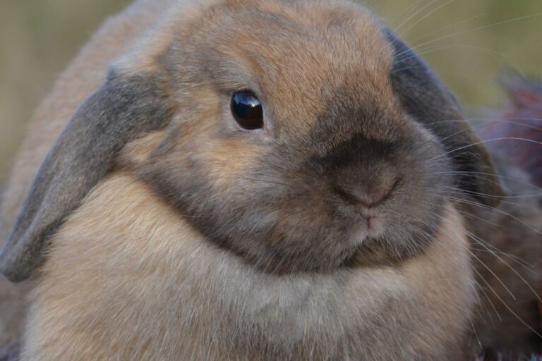 63 Rabbit Breeds To Keep As Pets (All You Need To Know)