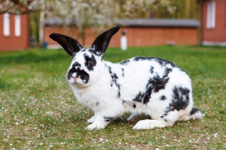 63 Rabbit Breeds To Keep As Pets (All You Need To Know)
