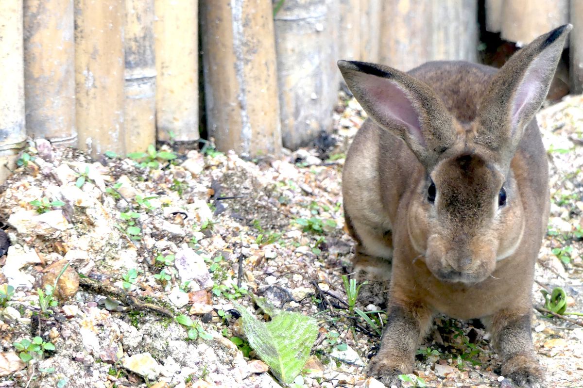 63 Rabbit Breeds To Keep As Pets (All You Need To Know)