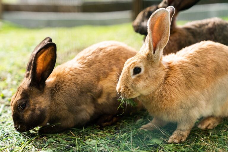 63 Rabbit Breeds To Keep As Pets (All You Need To Know)