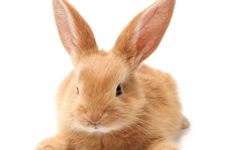 63 Rabbit Breeds To Keep As Pets (All You Need To Know)