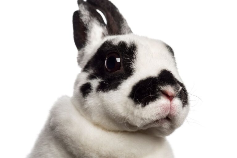 63 Rabbit Breeds To Keep As Pets (All You Need To Know)