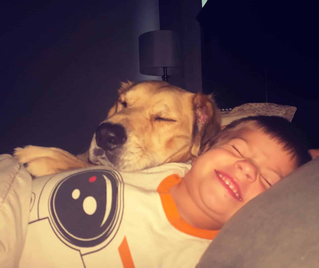 Furry Guardian: Loyal Dog Stays By Child’s Side Every Night