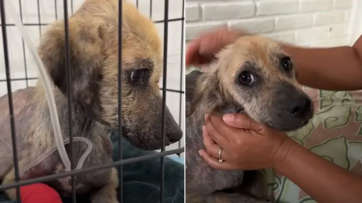Emaciated Pup Found Tied To A Pole Surprises Rescuers With Speedy Recovery